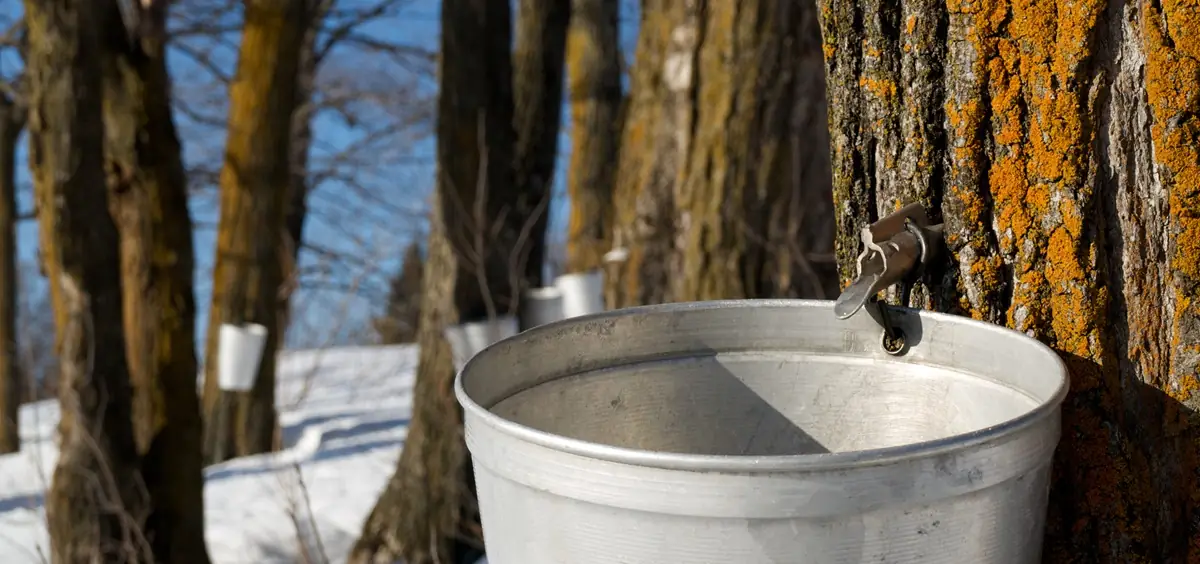 3 règles incontournables du temps des sucres | Actualités | Éducaloi