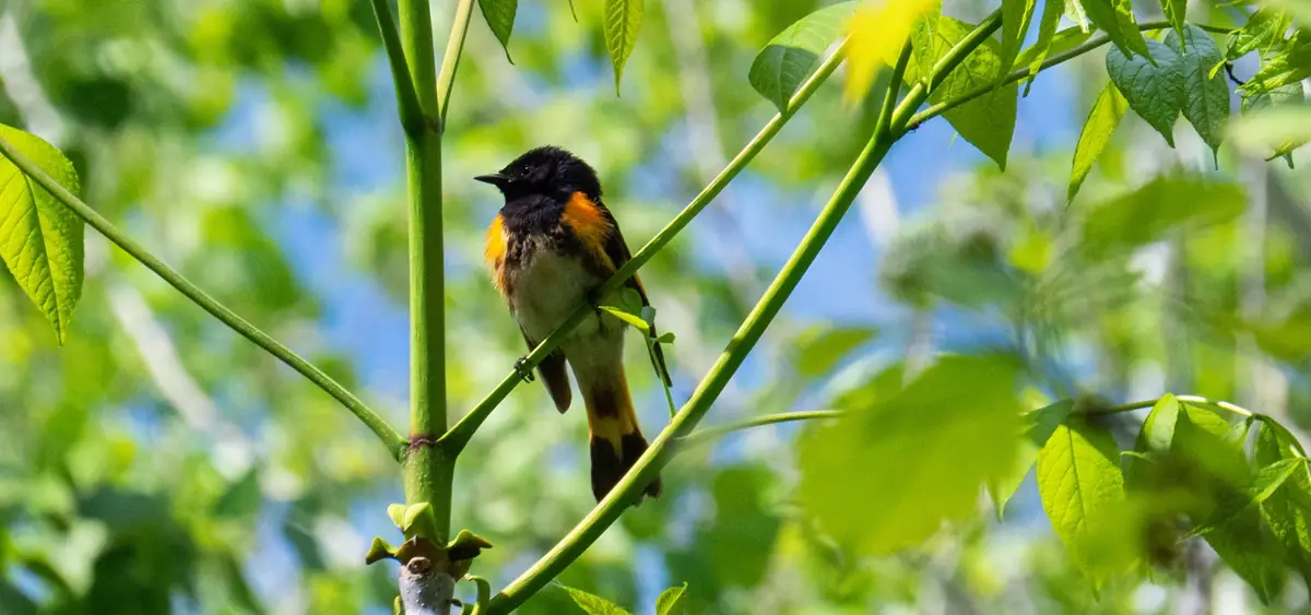 Sword or Pistol: A Brief History of Duels | Believe it or Not | Éducaloi